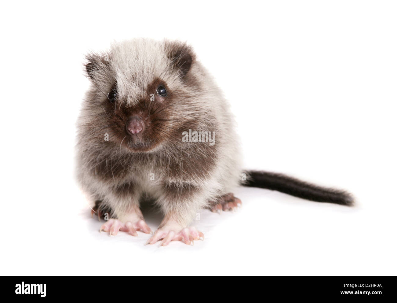 Northern Luzon Giant Cloud Rat (Phloeomys pallidus), single juvenile ...