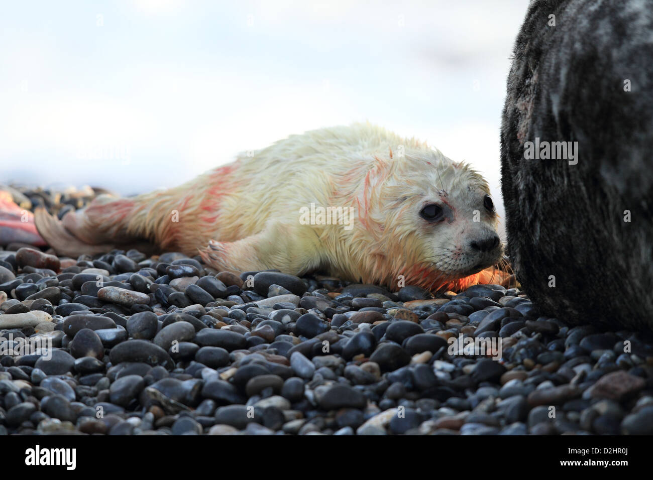 gray seal cub at the beach Stock Photo - Alamy
