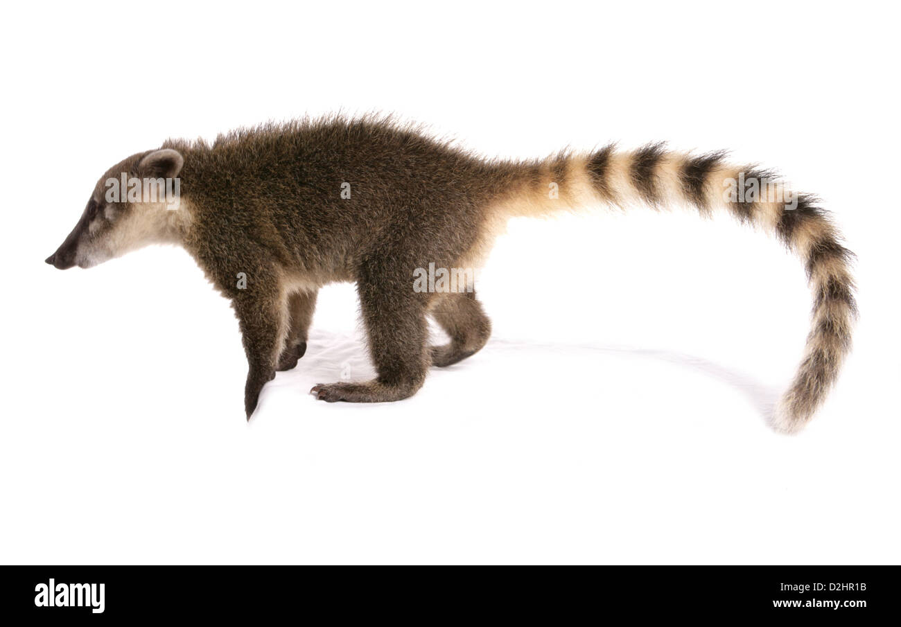 Ring-tailed Coati, Coatimundi (Nasua nasua), Juvenile standing, seen ...