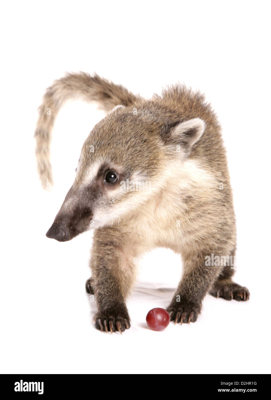 Ring-tailed Coati, Coatimundi (Nasua nasua), Juvenile standing, seen ...
