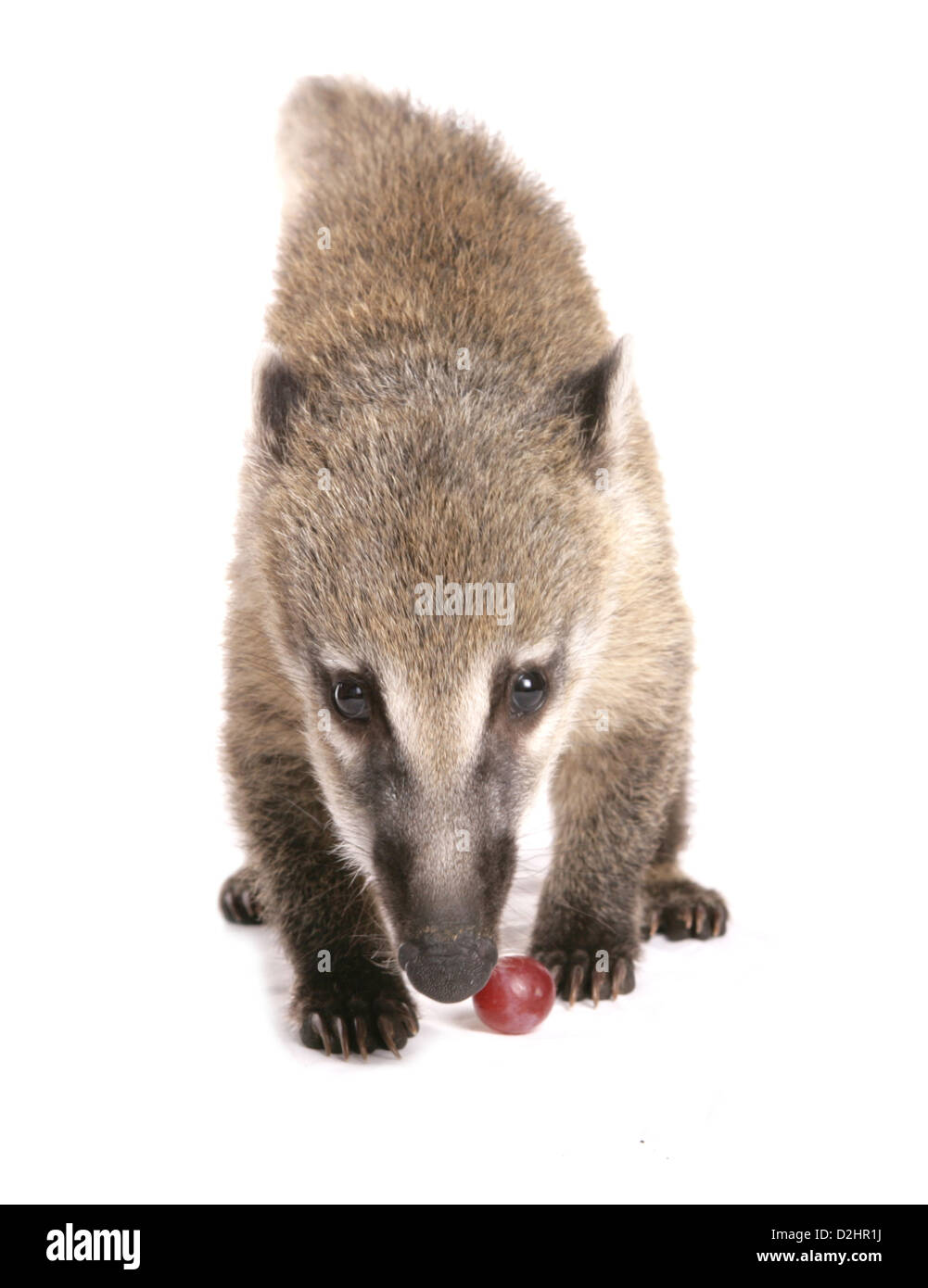 Ring-tailed Coati, Coatimundi (Nasua nasua), Juvenile walking, seen ...