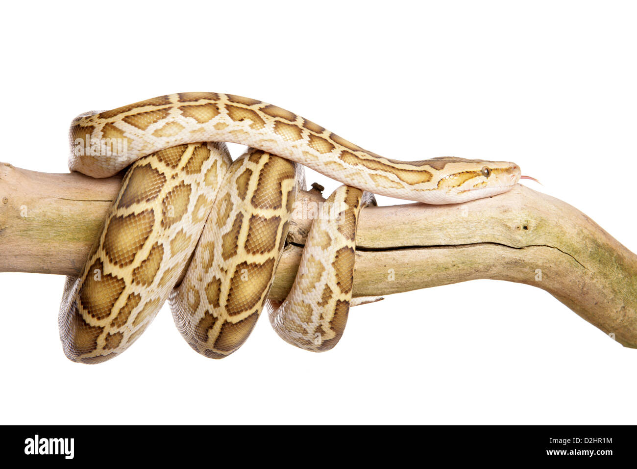 Albino Burmese Python (Python molurus bivittatus). Single adult on a ...