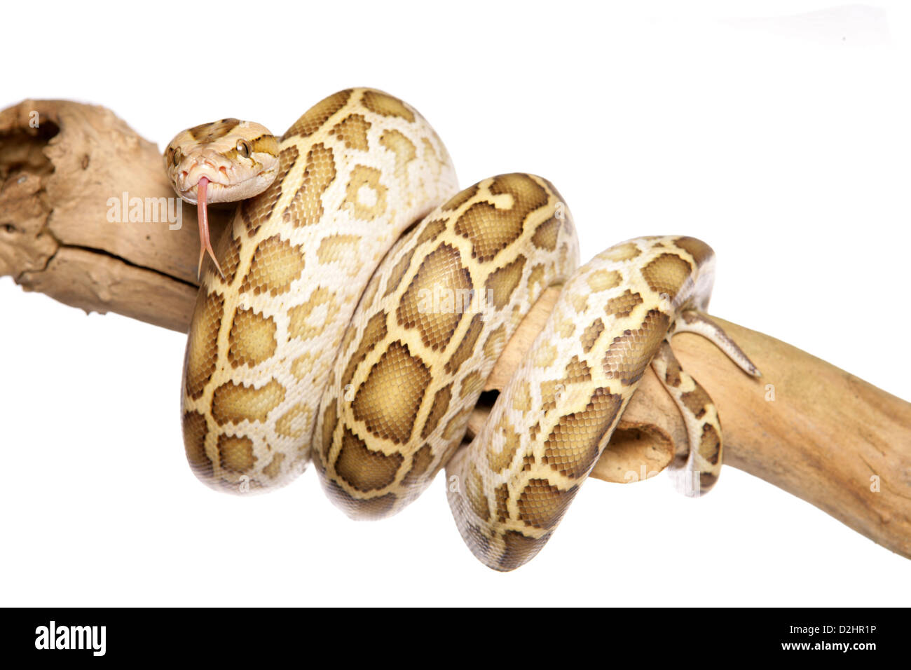 Albino Burmese Python (Python molurus bivittatus). Single adult on a ...