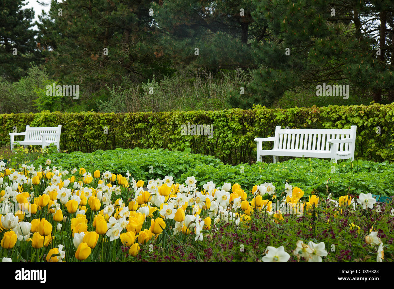 Colorful spring flowers in dutch garden 'Keukenhof', Holland Stock ...