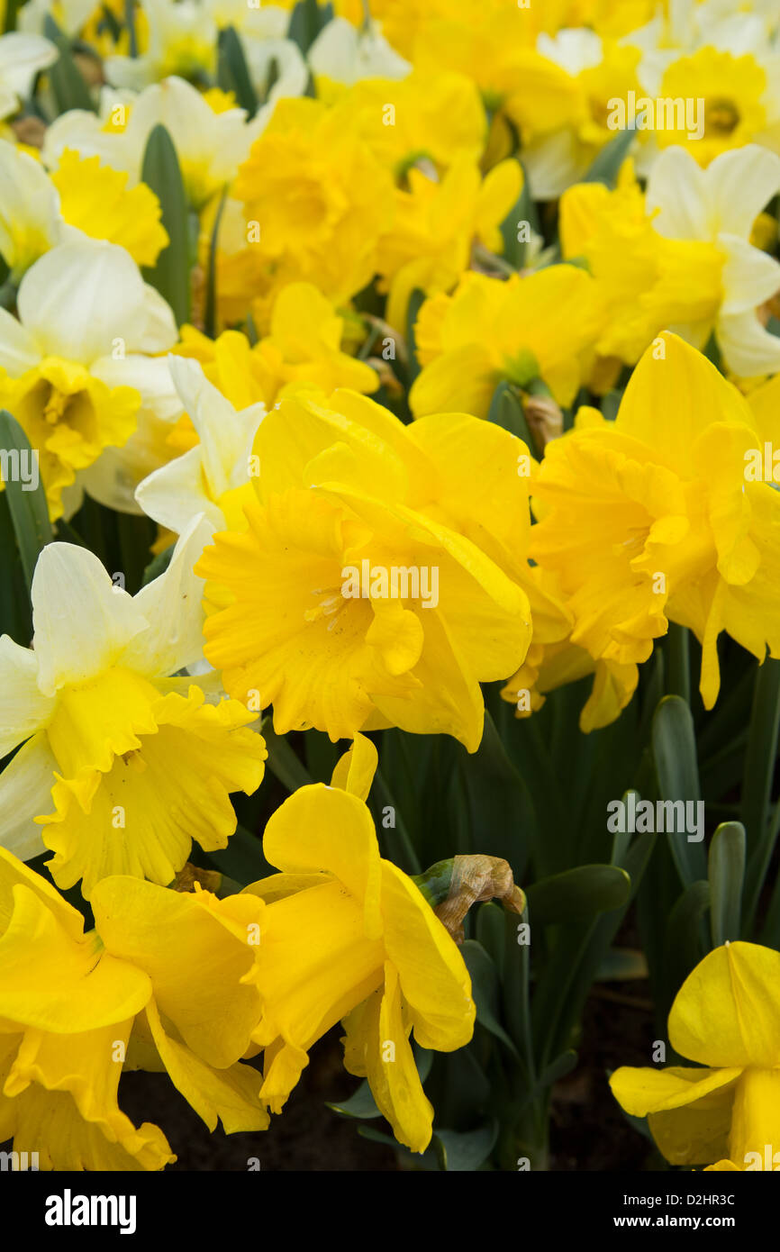 Classic garden daffodil hi-res stock photography and images - Alamy
