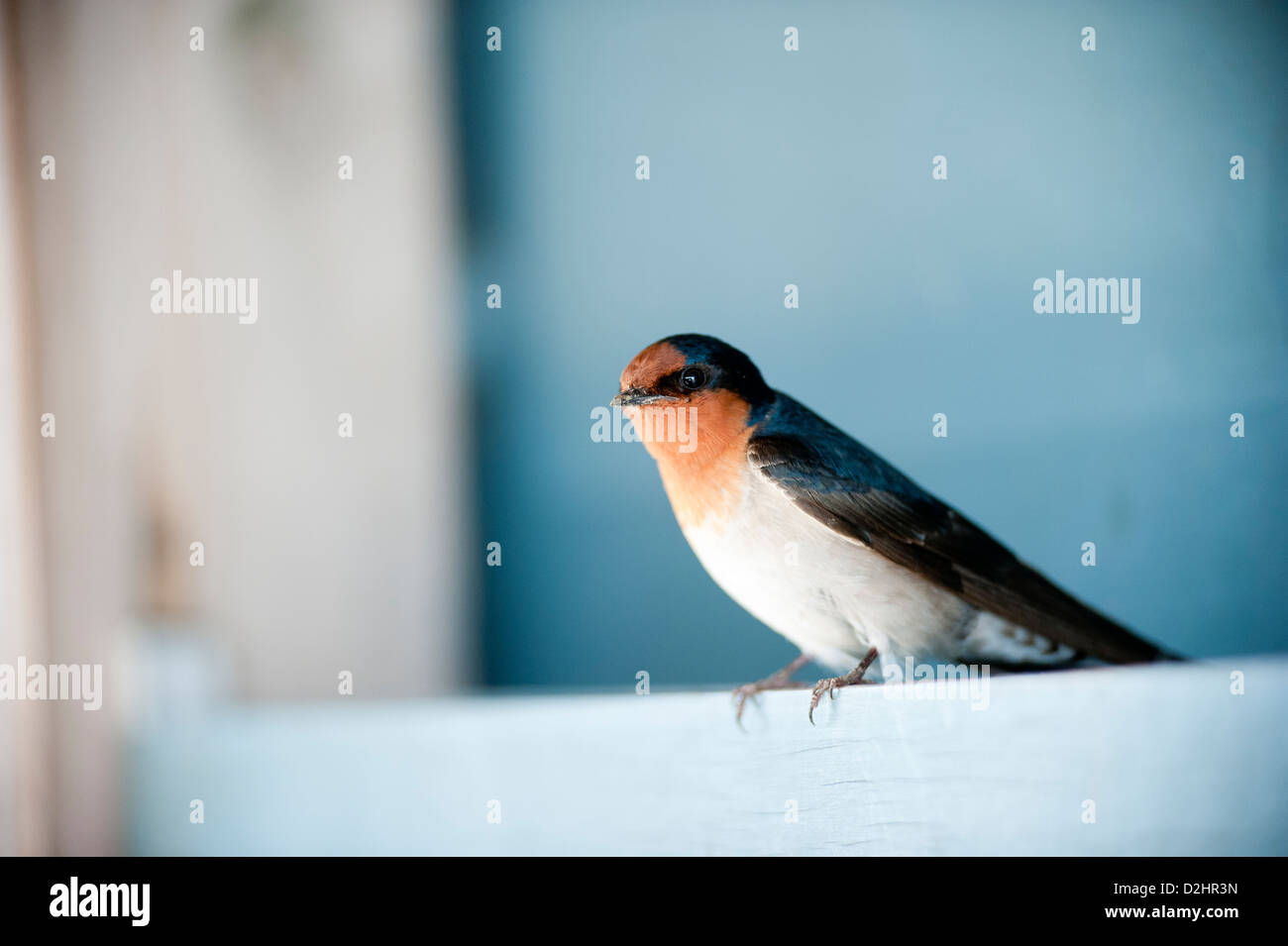 Welcome Swallow (Hirundo neoxena), Christchurch, New Zealand Stock ...