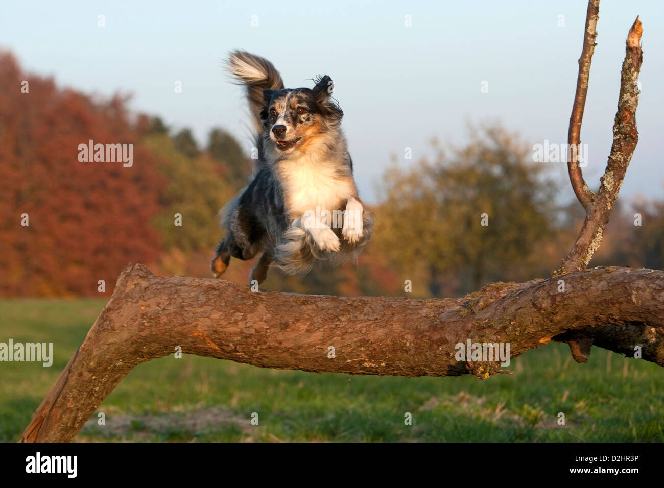 Leaping over branch hi-res stock photography and images - Alamy