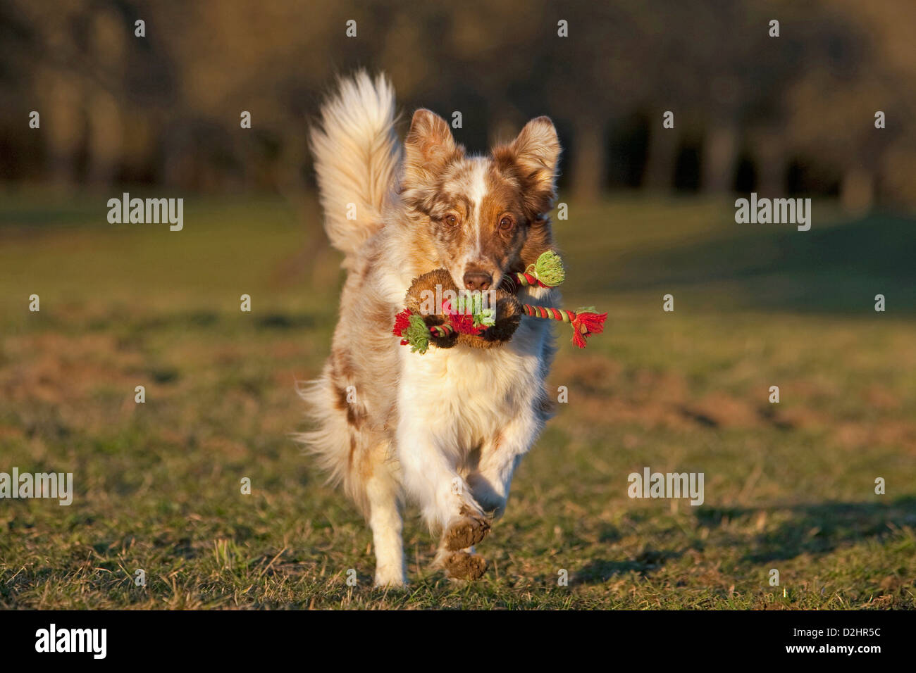 Australian Shepherd fetching a toy Stock Photo - Alamy