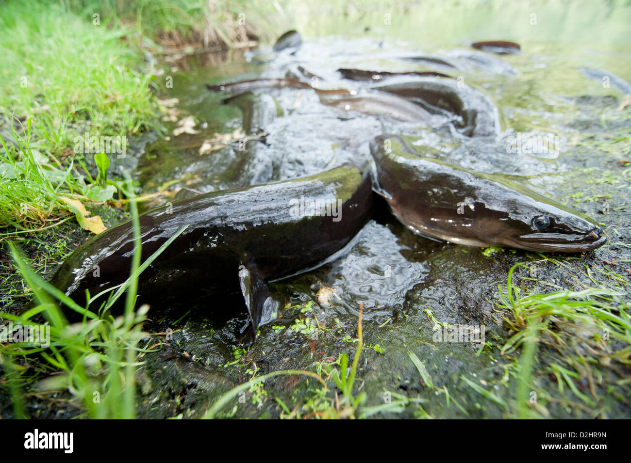 Eels new zealand hi-res stock photography and images - Alamy