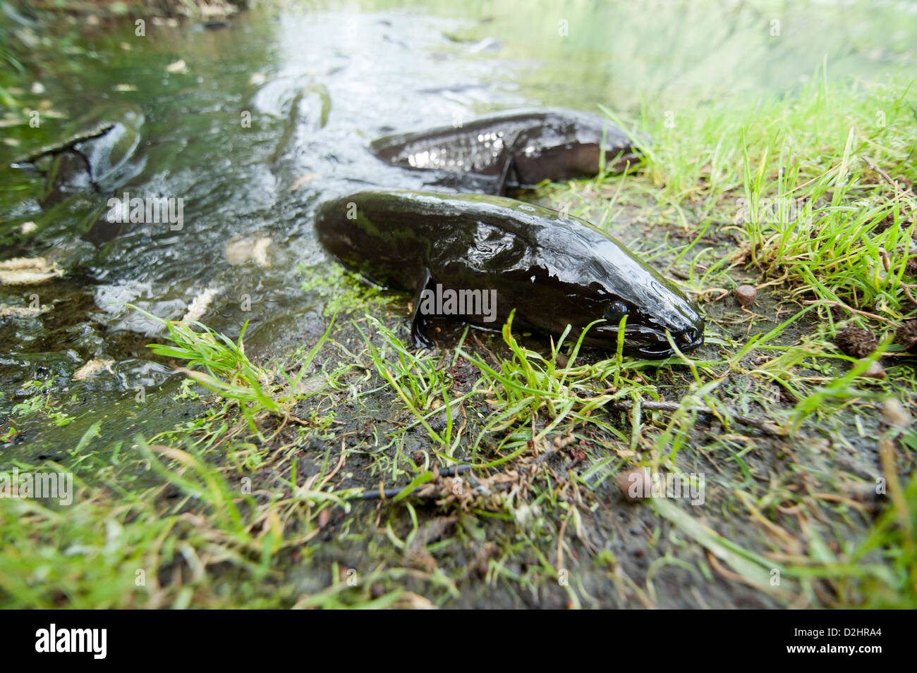 New zealand and anguilla hi-res stock photography and images - Alamy