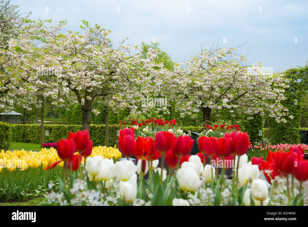 spring blooming trees and flowers dutch garden 'Keukenhof', Holland ...