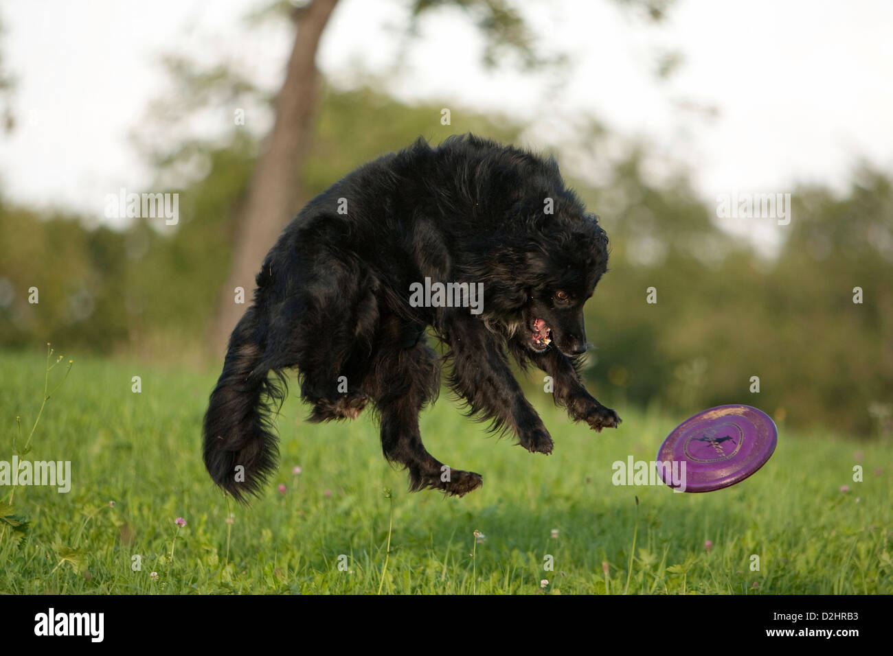 Black fo hi-res stock photography and images - Alamy