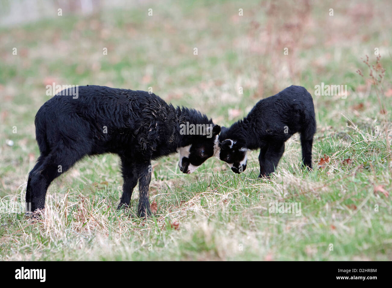 Romanov sheep hi-res stock photography and images - Alamy