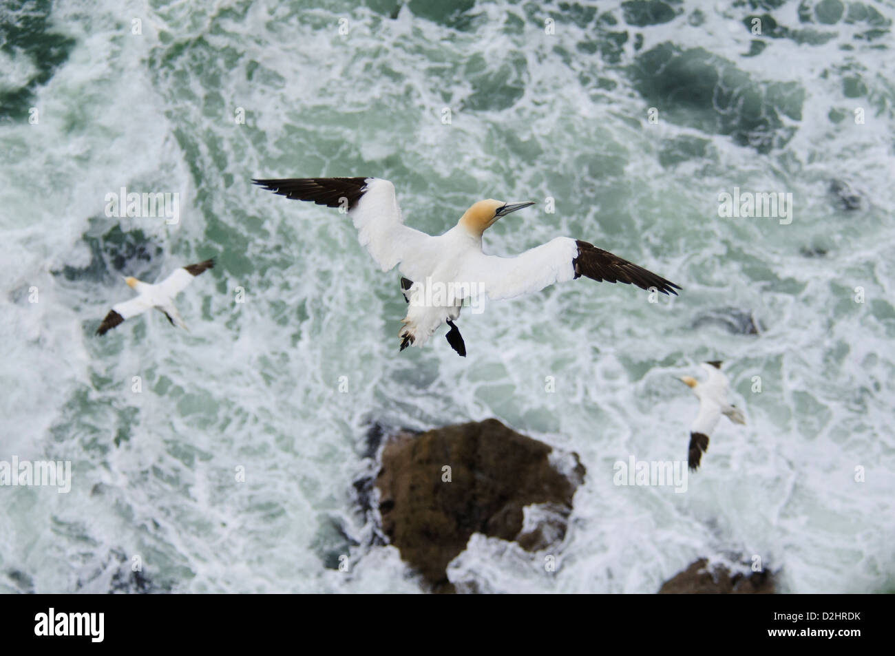 Three adult northern gannets (Morus bassanus) soaring above a turbulent ...