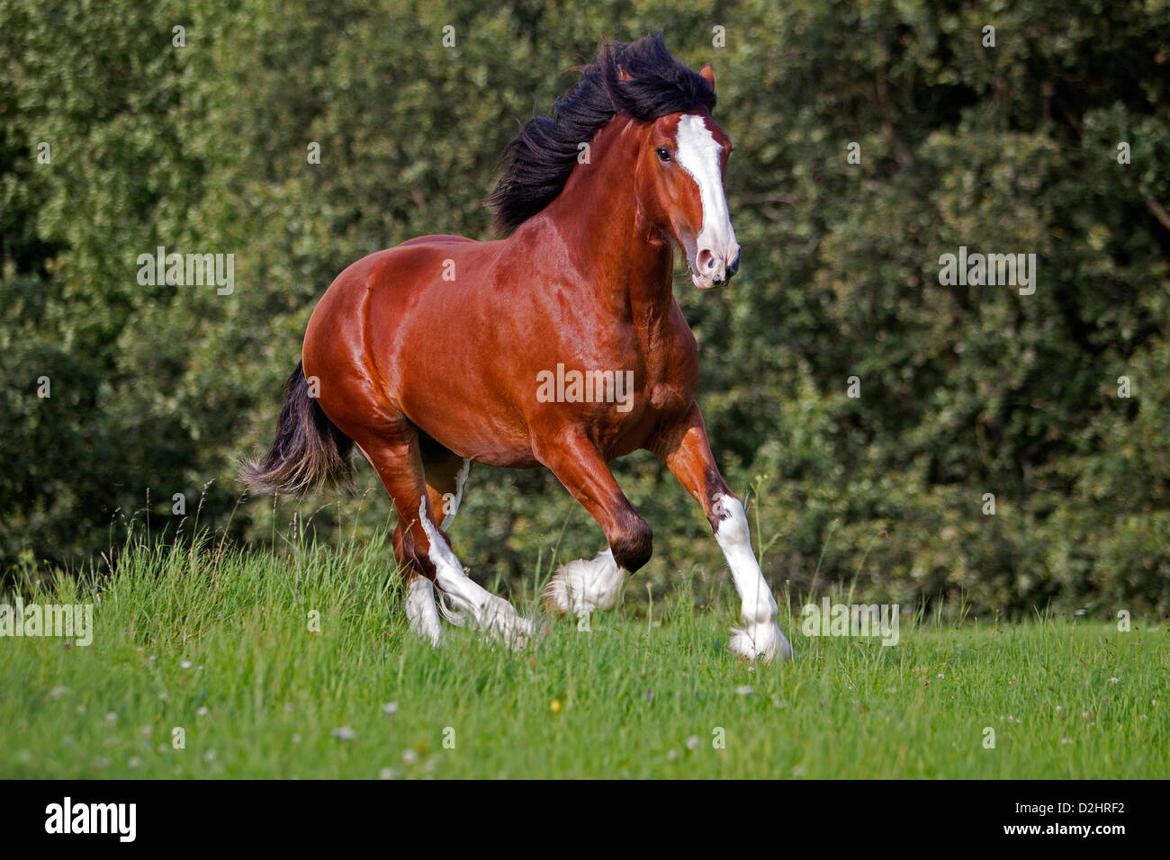 Shire stallion hi-res stock photography and images - Alamy