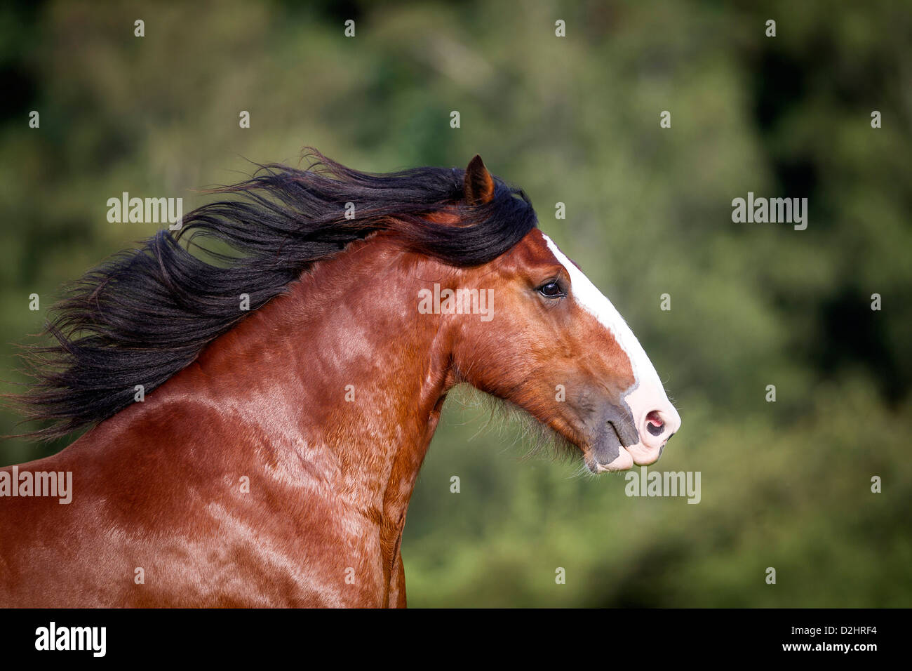 Shire Horse. Portrait of bay stallion Stock Photo - Alamy