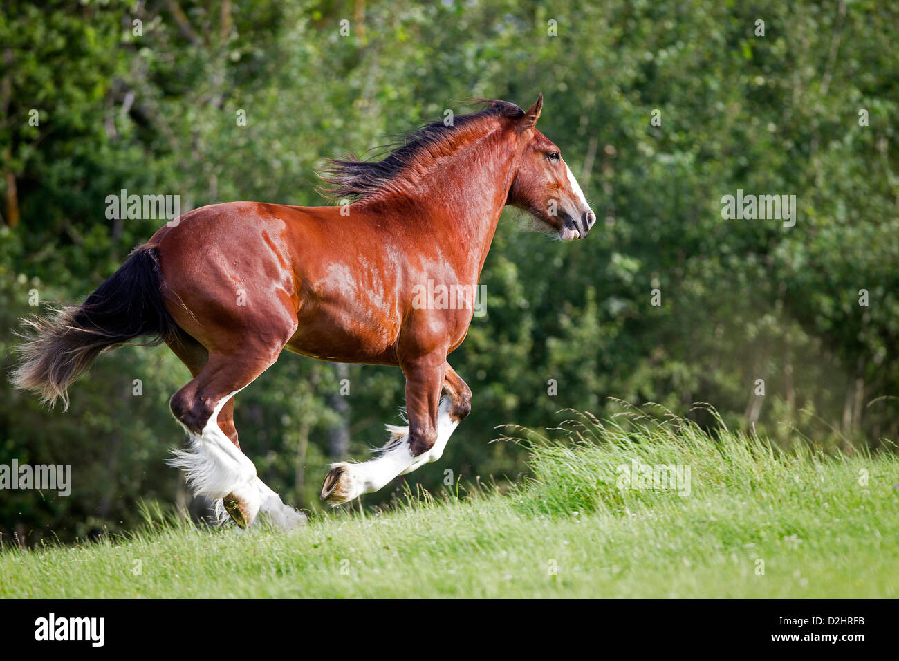 Shire Horse. Bay stallion galloping on a meadow Stock Photo - Alamy