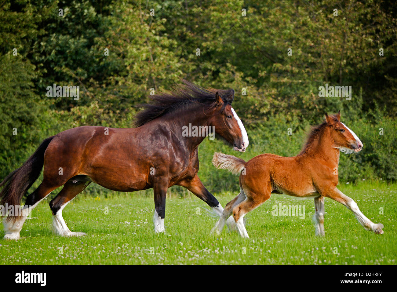 Shire Horse. Mare with foal galloping on a meadow Stock Photo - Alamy