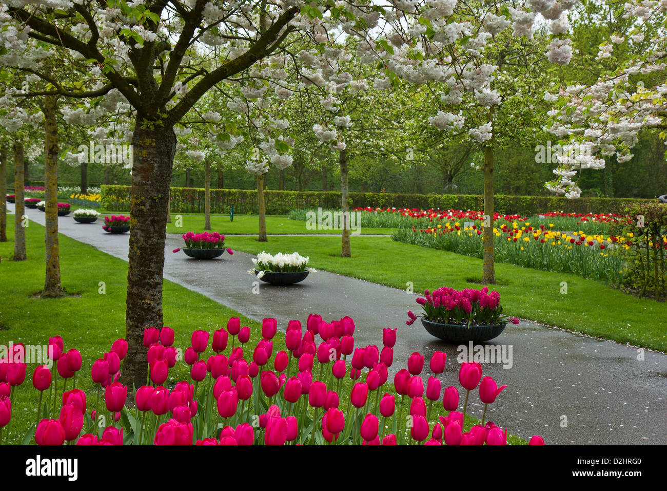 Blooming flowers and blossom in dutch garden 'Keukenhof', Holland Stock ...