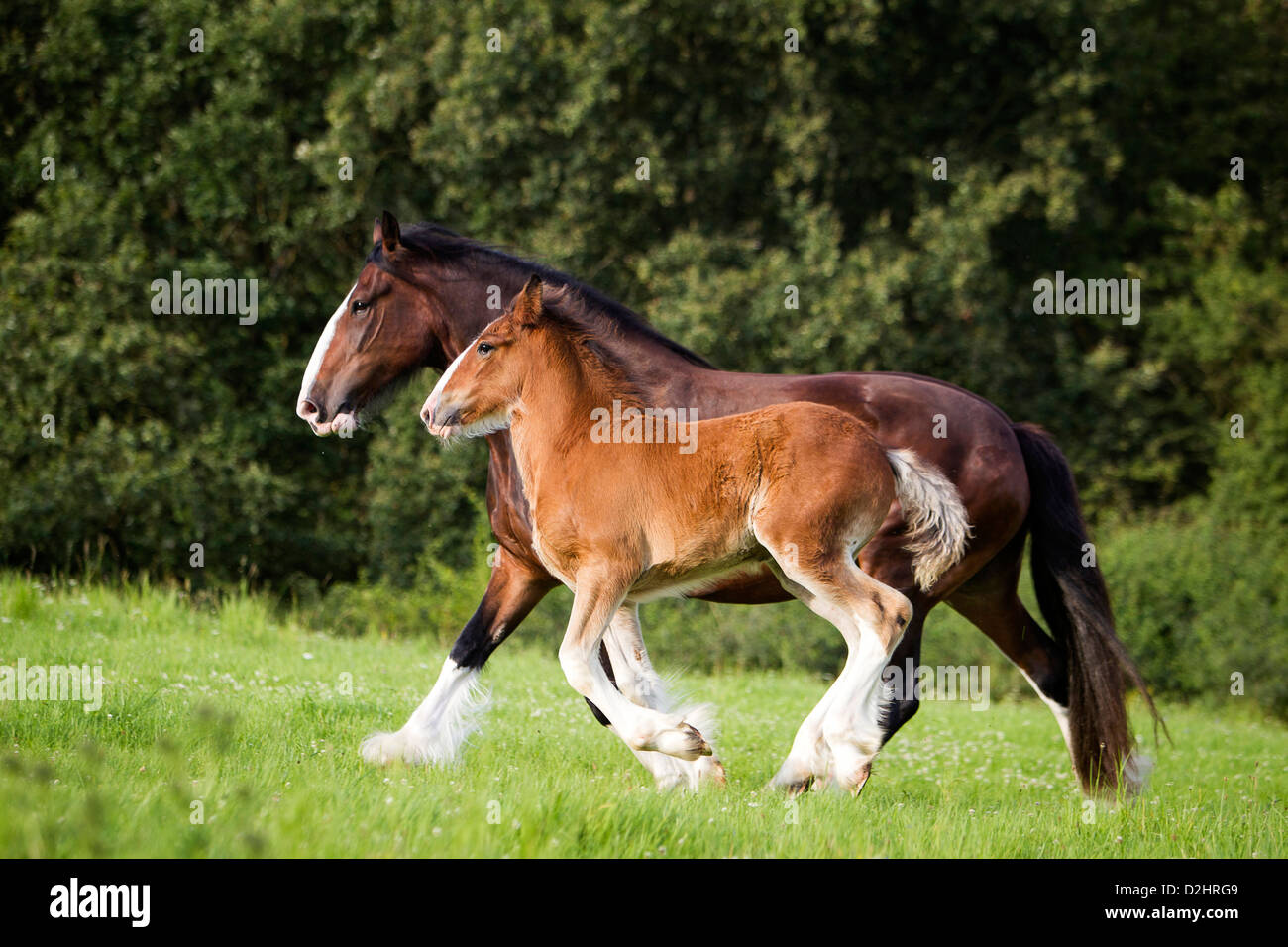 Shire Horse. Mare with foal galloping on a meadow Stock Photo - Alamy