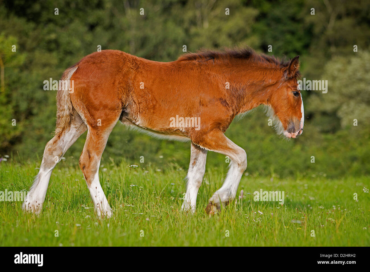 Shire Horse. Female foal walking on a meadow Stock Photo - Alamy