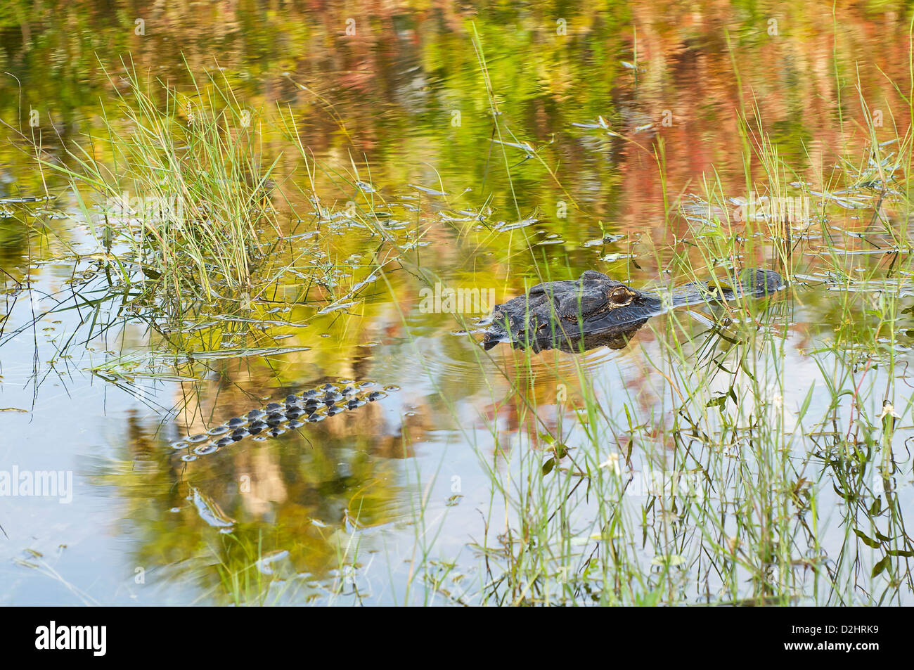 Alligator floating between marsh grasses Stock Photo - Alamy