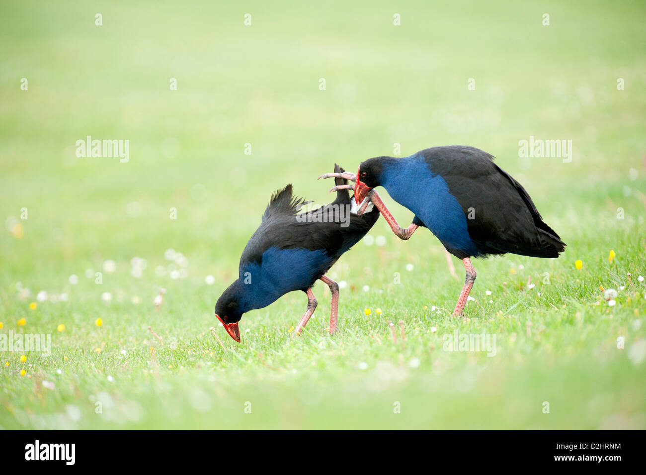 New zealand pukeko hi-res stock photography and images - Alamy