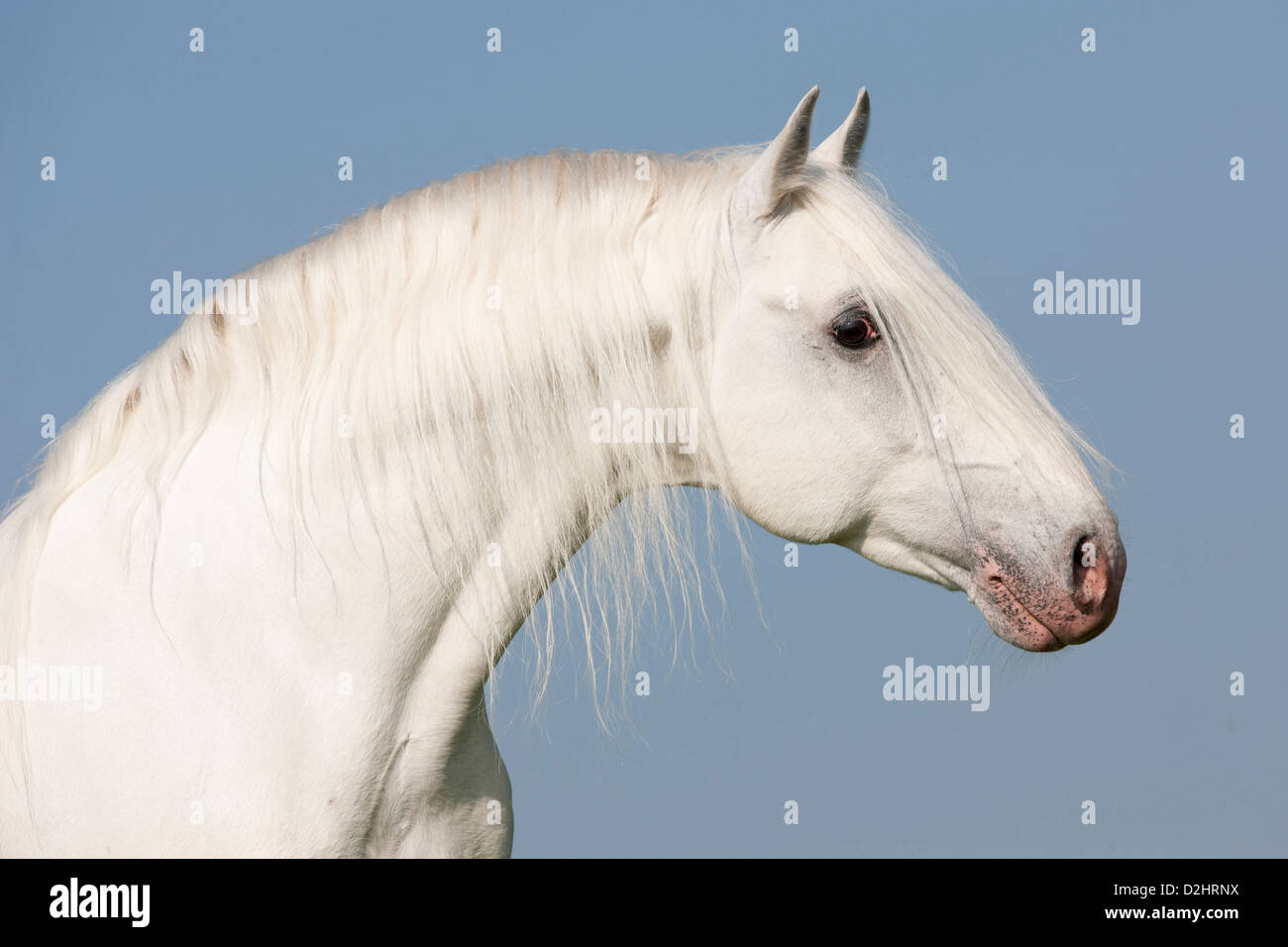 Lipizzan Horse. Portrait of the stallion Favory Belletria Stock Photo - Alamy