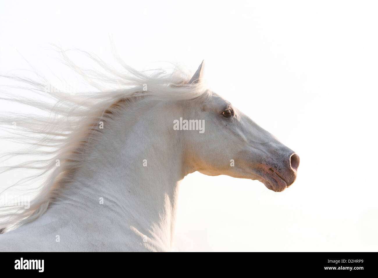 Lipizzan Horse. Portrait of the stallion Favory Belletria with mane flowing Stock Photo - Alamy