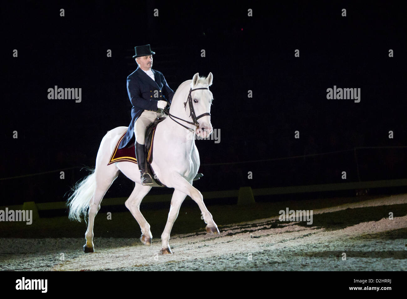 Lipizzan Horse with rider Alojz Lah performing an extended trot Stock ...
