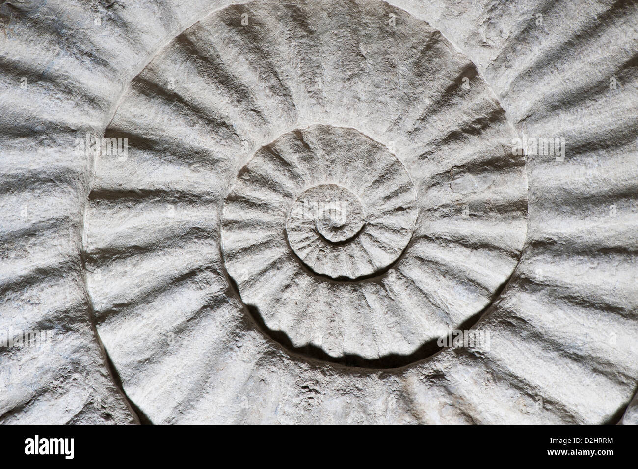 Rare fossils hi-res stock photography and images - Alamy