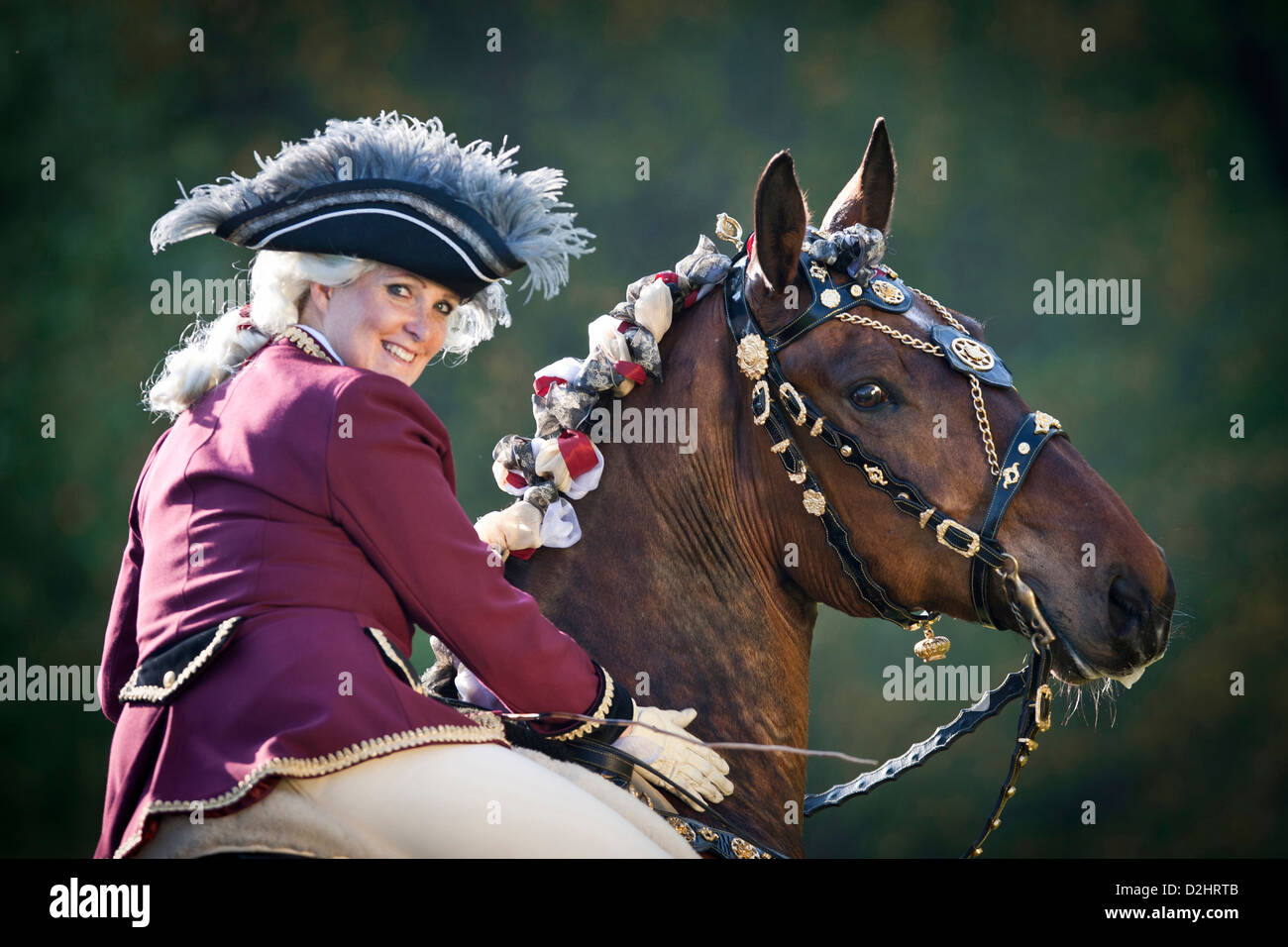Bay Lipizzan horse Maestoso with rider in baroque costume Stock Photo ...