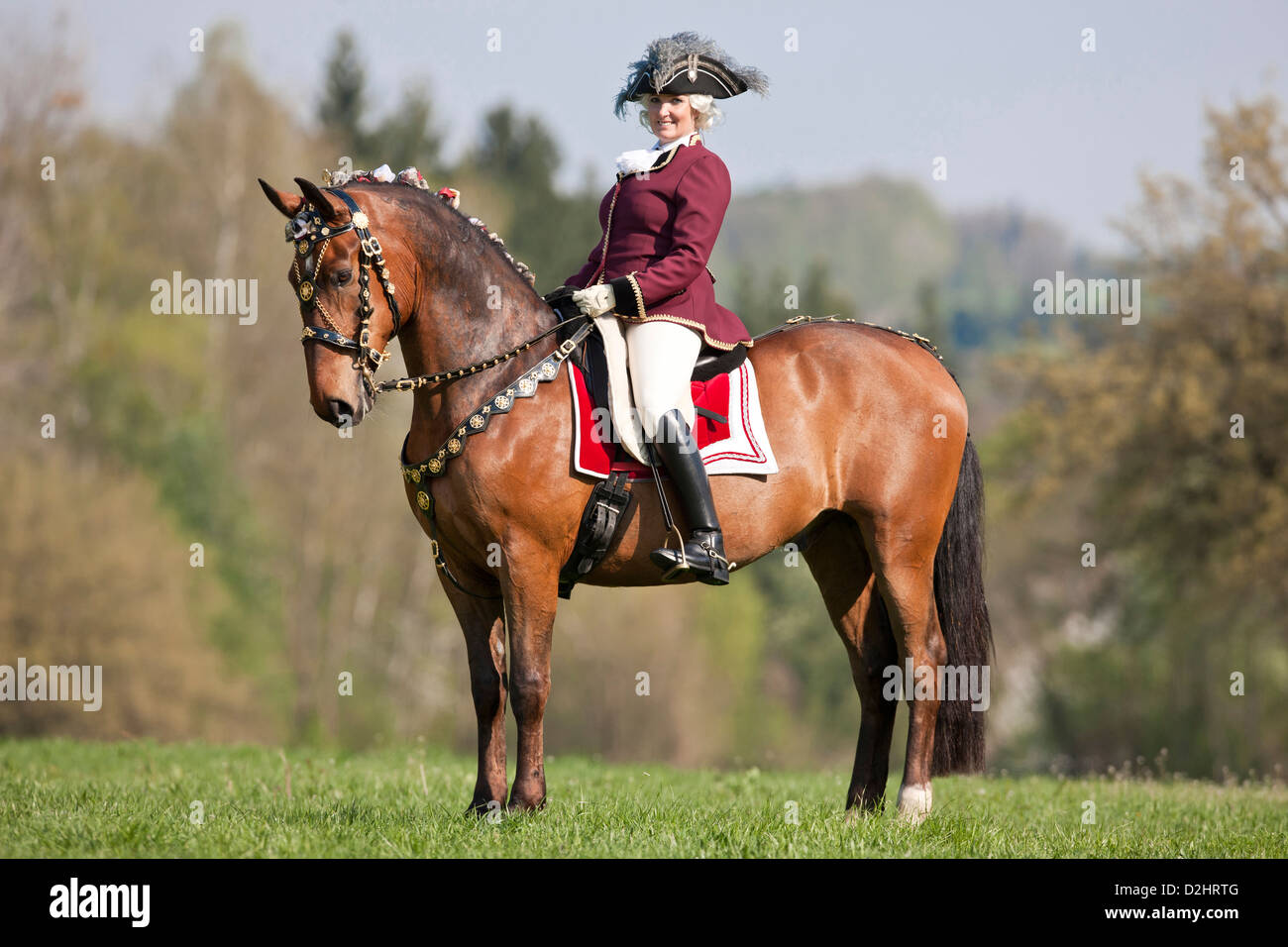 Bay Lipizzan horse Maestoso with rider in baroque costume standing on a ...