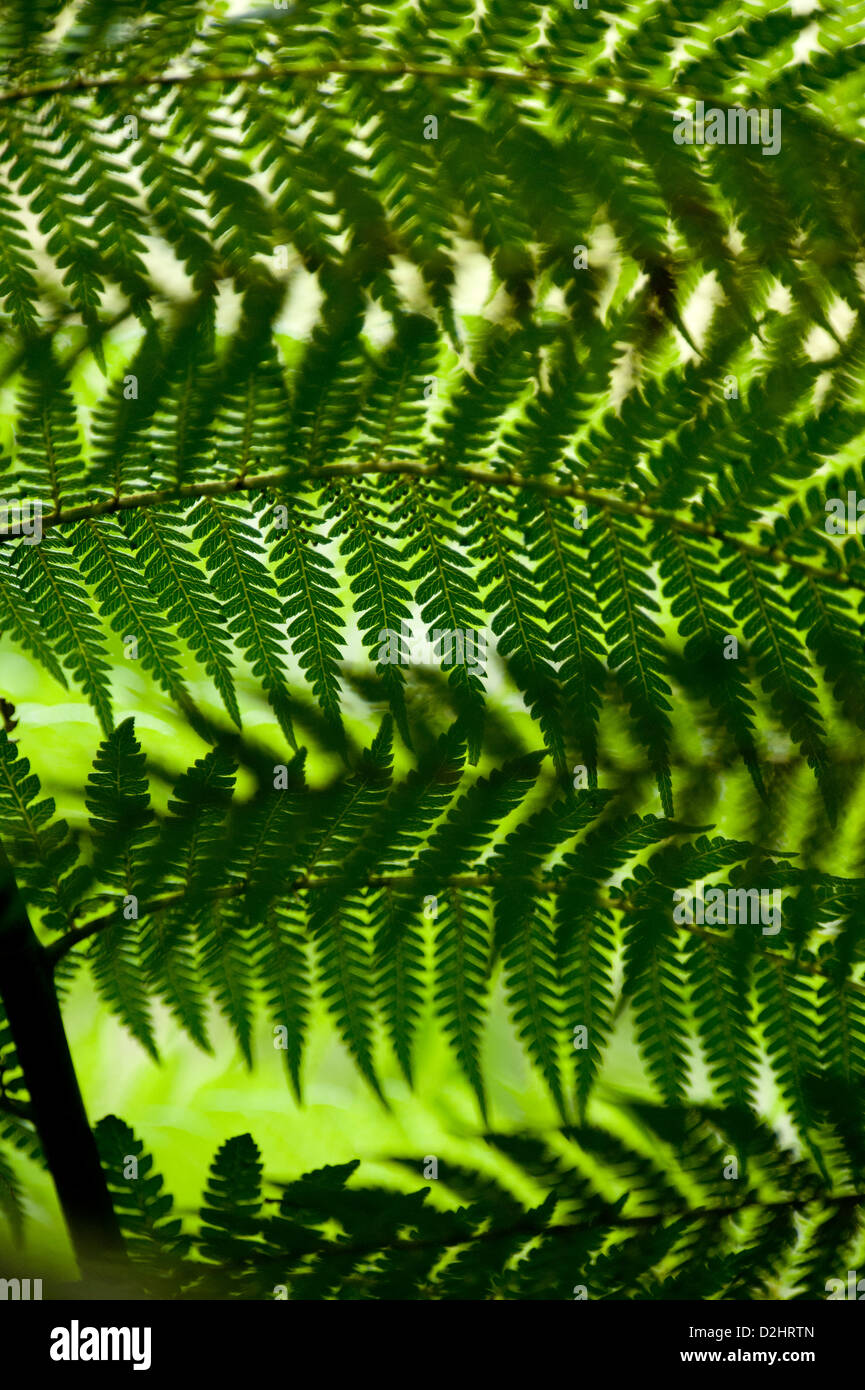 Ferns, Christchurch, New Zealand Stock Photo - Alamy