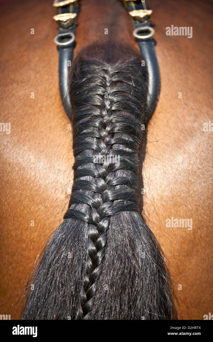 Bay Lipizzan horse Maestoso. Plaited tail with crupper Stock Photo - Alamy