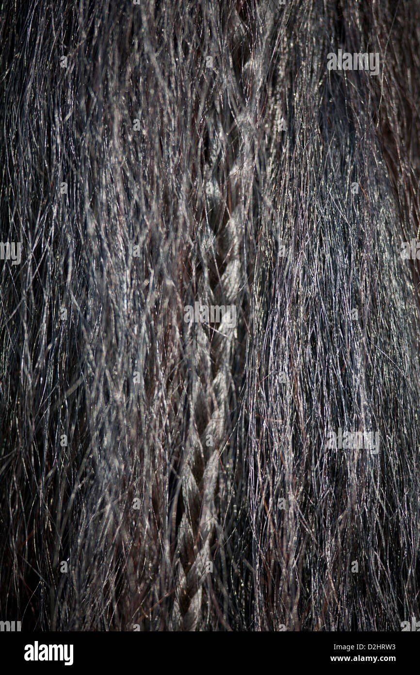 Bay Lipizzan horse Maestoso. Tail with plaited hair Stock Photo - Alamy