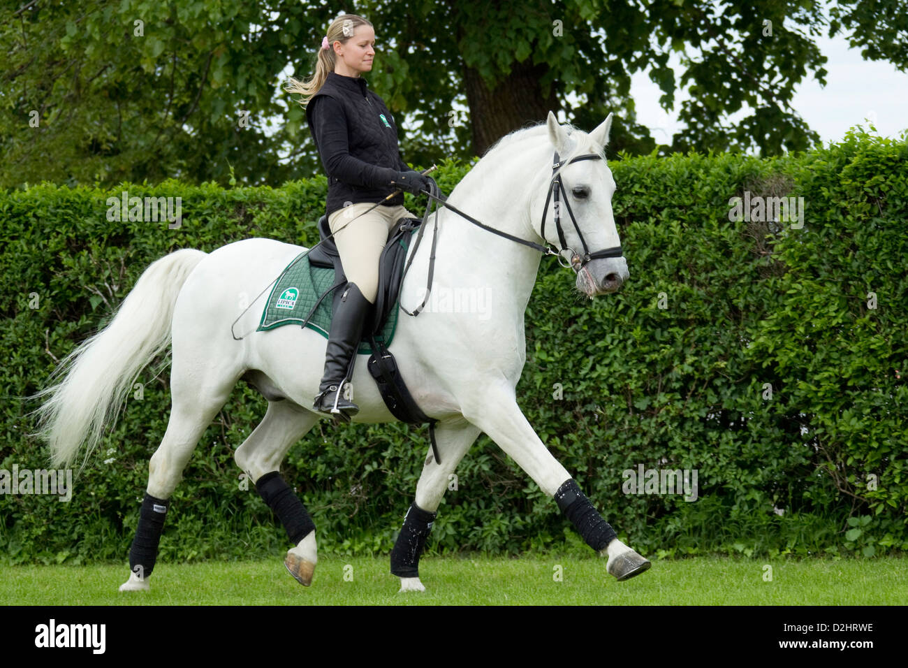 Lipizzan Horse. Stallion Samira with rider Kristina Umek performing an ...