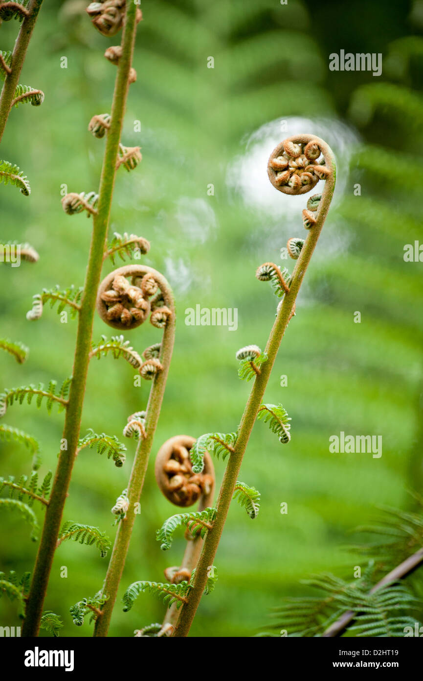 Ferns, Christchurch, New Zealand Stock Photo - Alamy