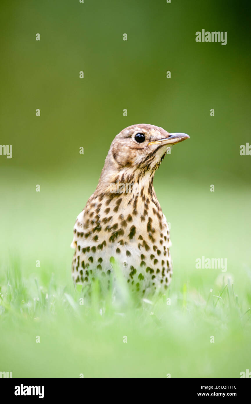 New zealand thrush hi-res stock photography and images - Alamy