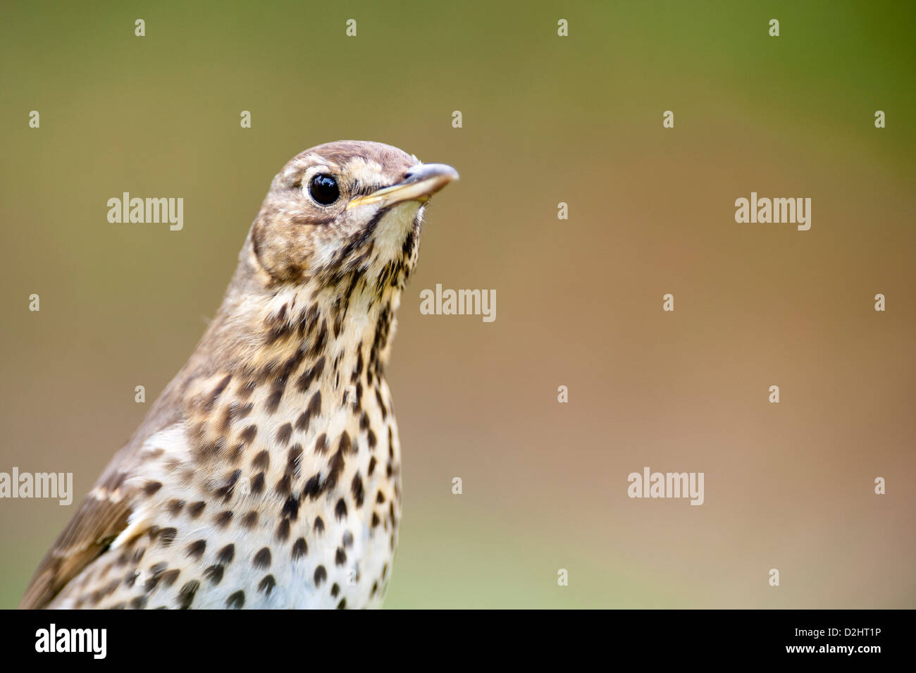 New zealand thrush hi-res stock photography and images - Alamy