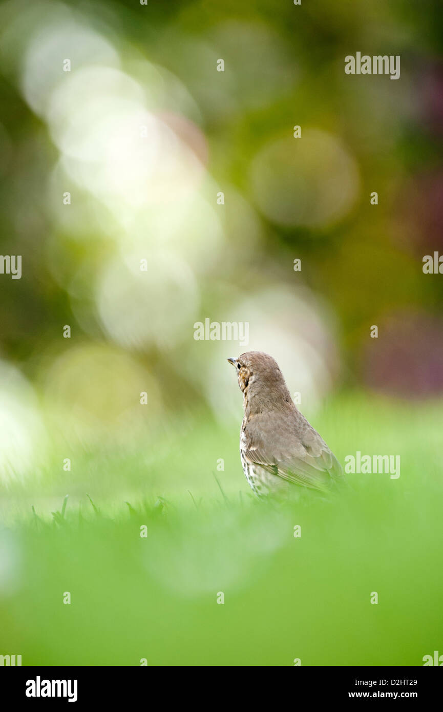 New zealand thrush hi-res stock photography and images - Alamy
