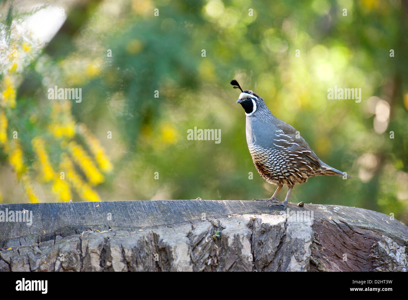 California quail (Callipepla californica), Christchurch botanic gardens ...