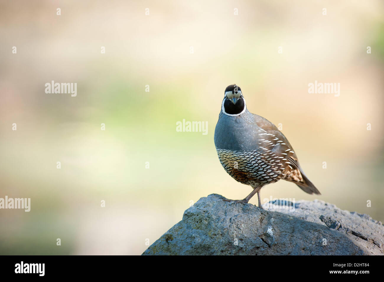 California quail (Callipepla californica), Christchurch botanic gardens ...