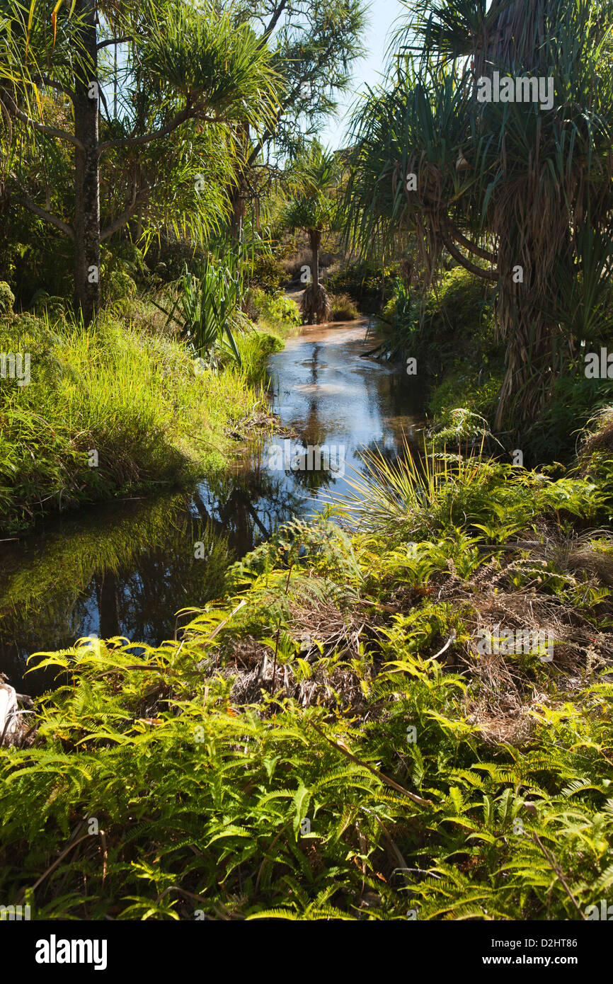 Madagascar, Parc National de l’Isalo, spring fed stream passing through ...