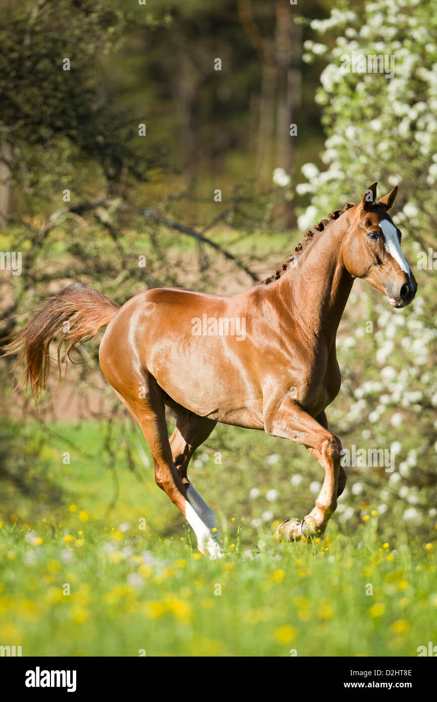 Westphalian Horse. Chestnut horse galloping on a meadow Stock Photo - Alamy