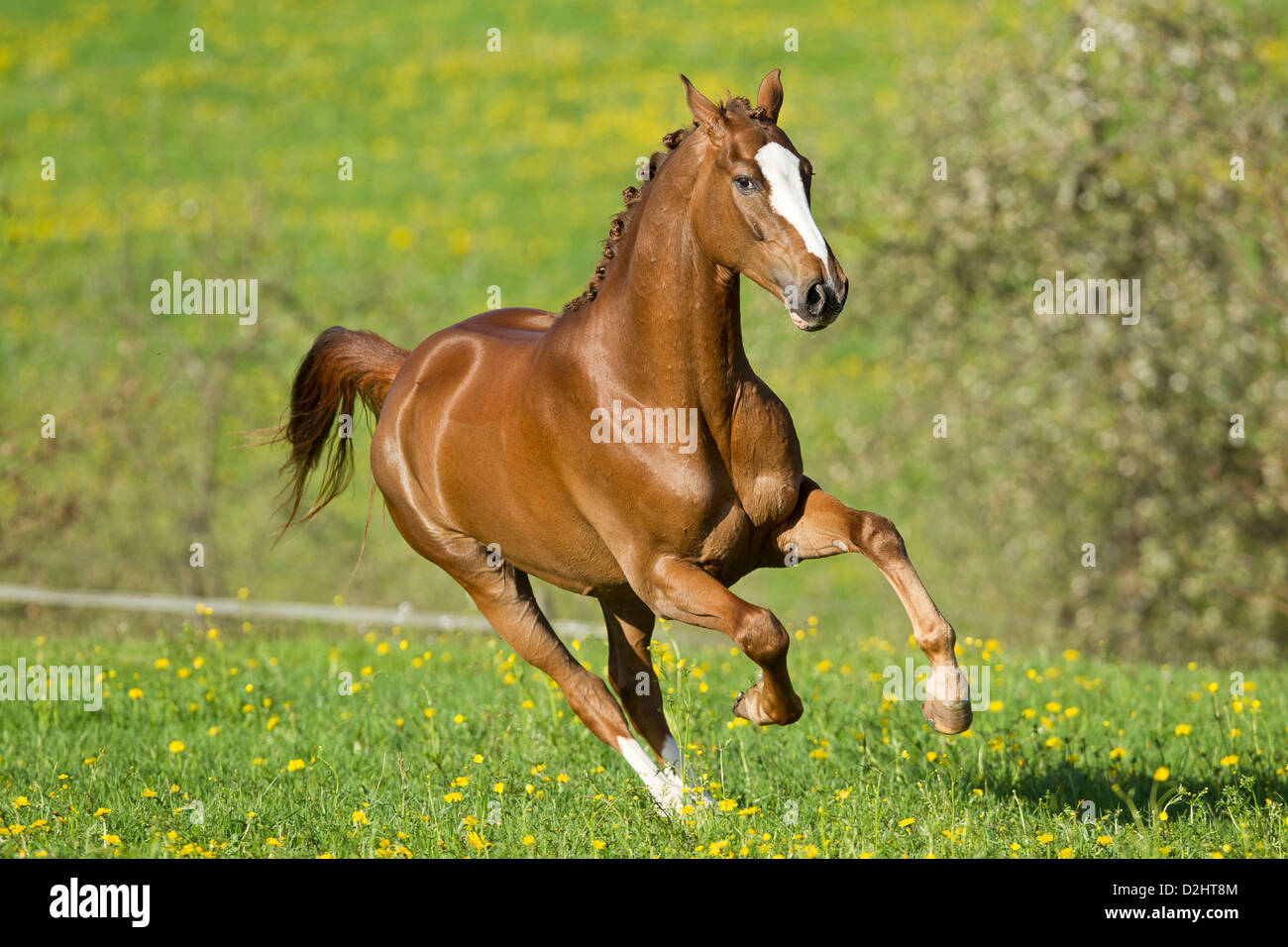 Westphalian Horse. Chestnut horse galloping on a meadow Stock Photo - Alamy