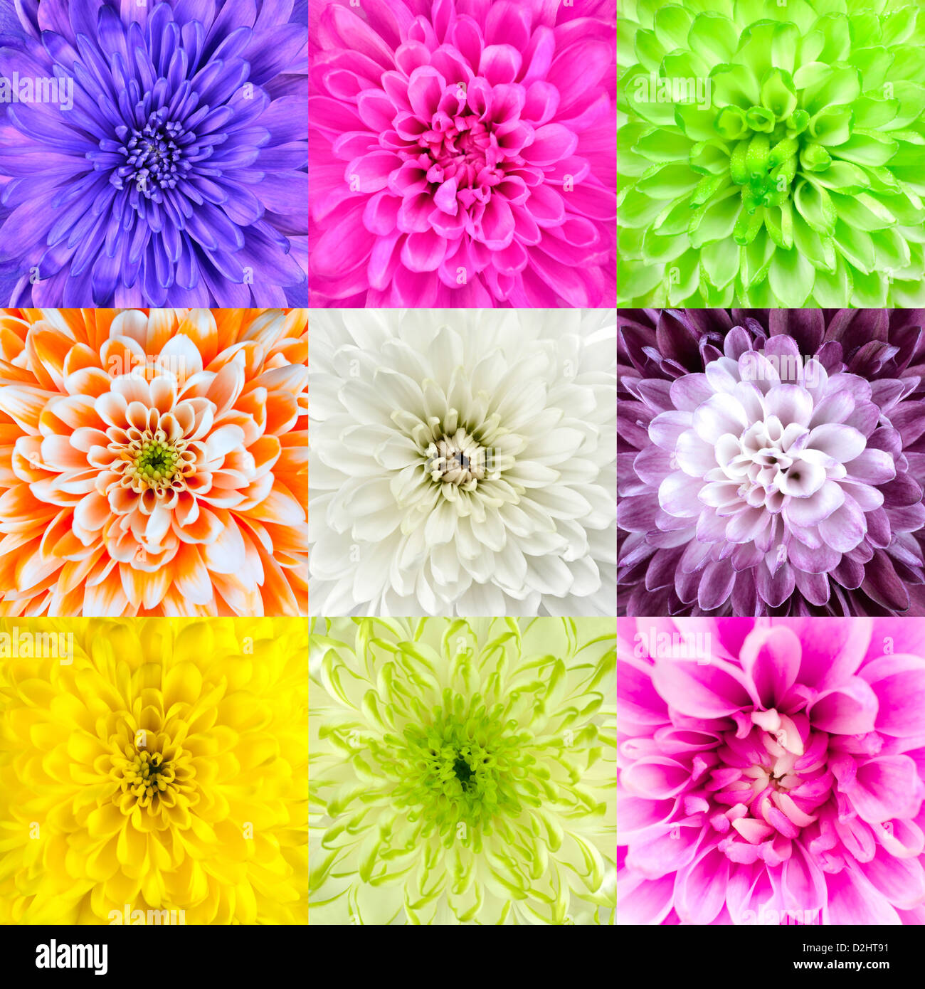 Collection of Nine Chrysanthemum Flower Macros. Nine Square Close-ups ...
