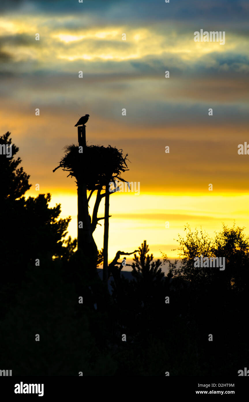 A juvenile osprey (Pandion haliaetus) fitted with a radio tracking ...