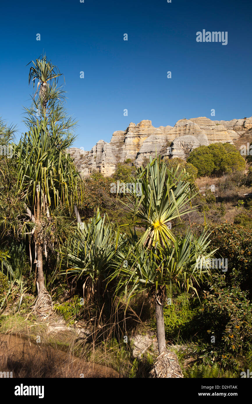 Madagascar, Parc National de l’Isalo, sisal palms in central plateau ...