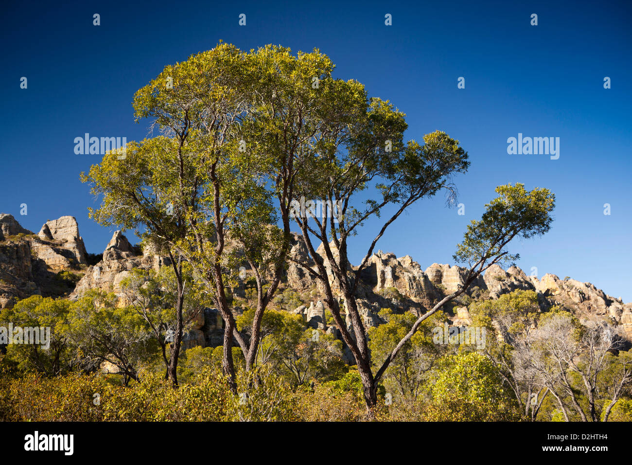 Madagascar, Parc National de l’Isalo, green trees growing on central ...